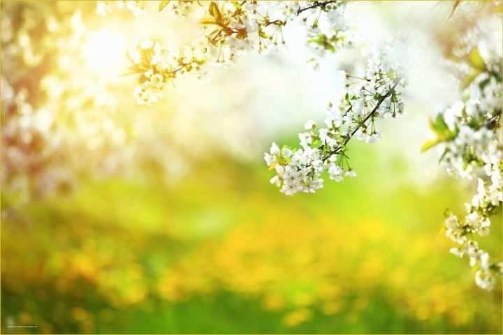 Free Funeral Slideshow Template Powerpoint Of Funeral Background ...