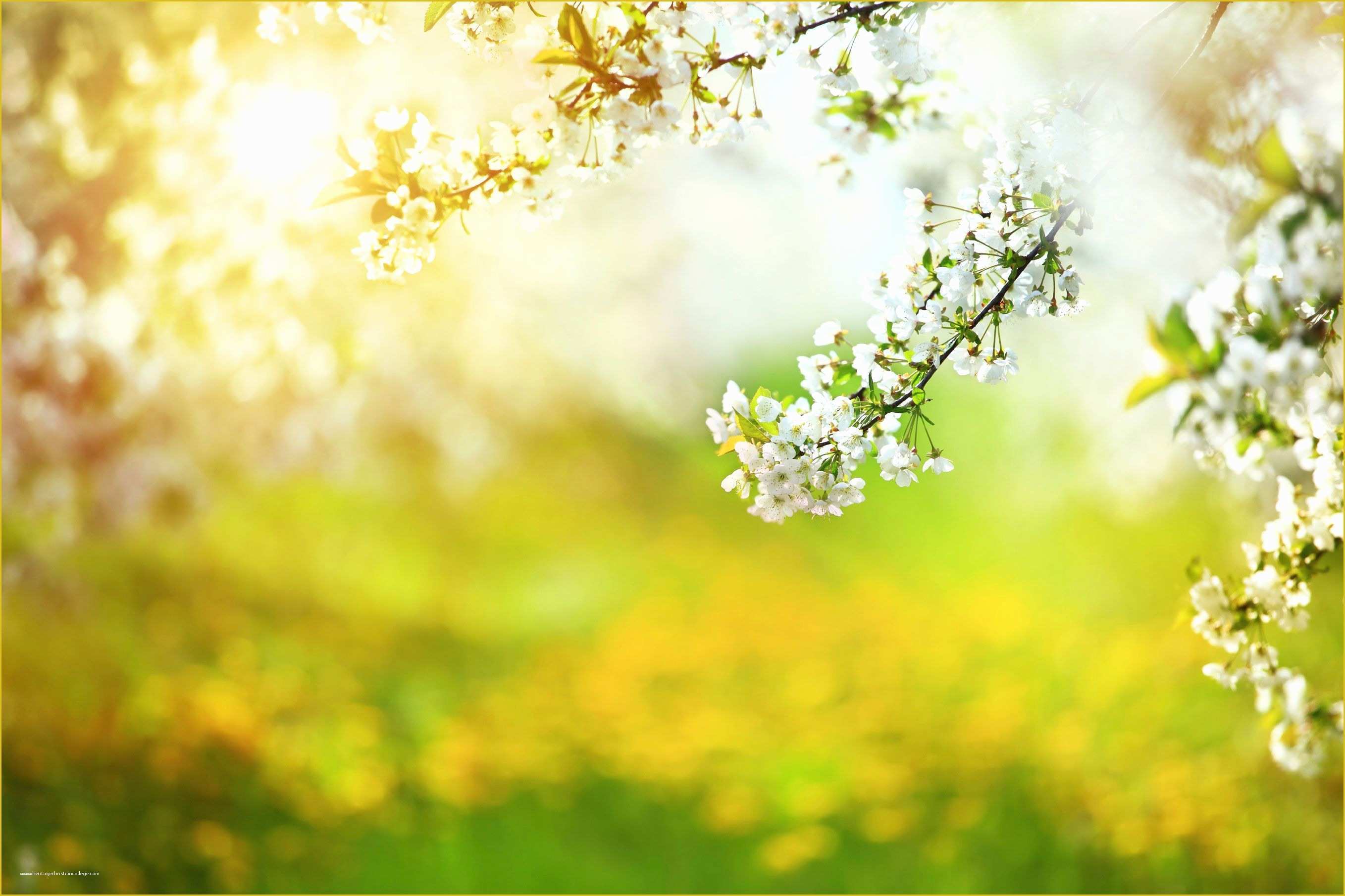 Background Funeral Powerpoint Template