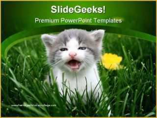 Free Baby Powerpoint Templates Backgrounds Of Baby Cat Animals ...