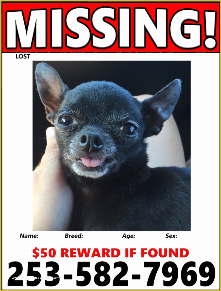 Lost Cat Poster Template Free Of 20 Lost Cat Dog Flyer Poster 