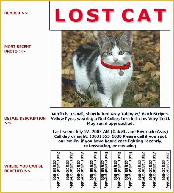 Printable Lost Cat Poster Template Printable World Holiday